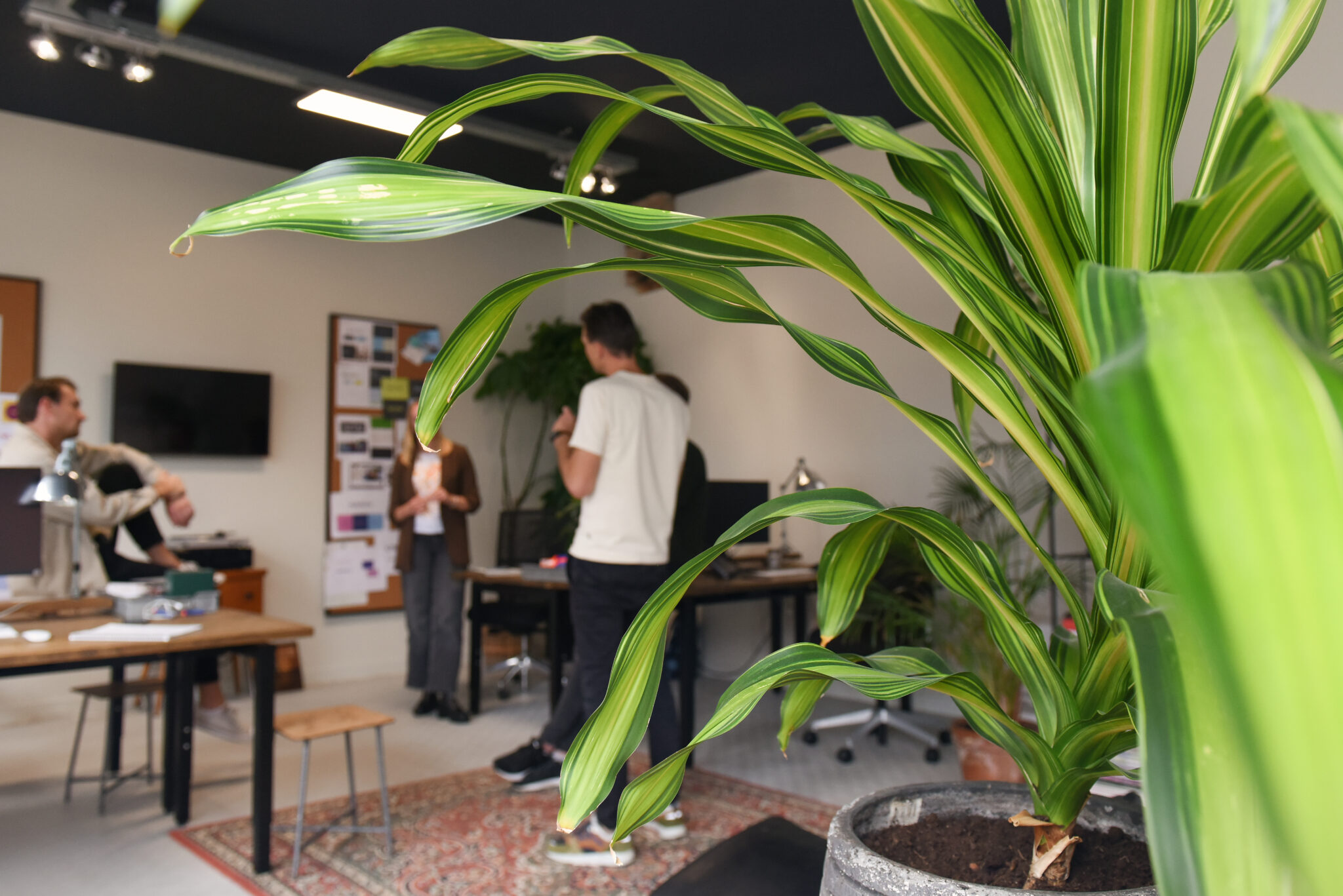 Home - Studio Tempel